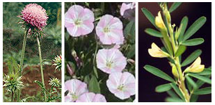 Noxious Weeds | Sedgwick County, Kansas