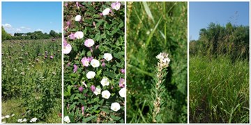 Noxious Weeds | Sedgwick County, Kansas